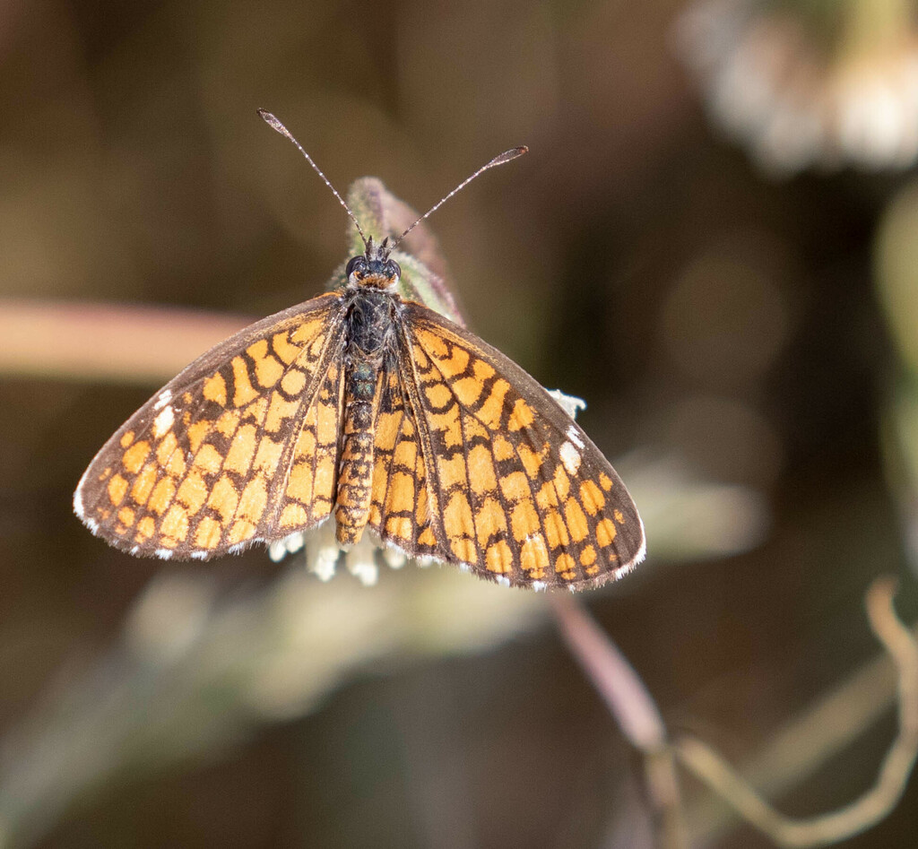 Tiny Checkerspot from San Diego County, CA, USA on April 8, 2023 at 07: ...