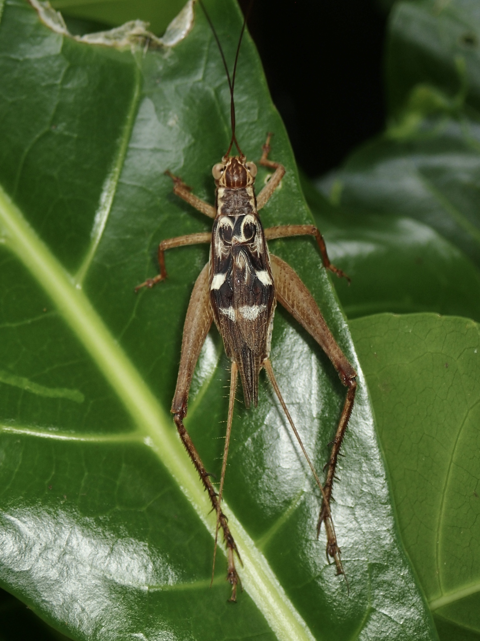 Cardiodactylus Saussure, 1878