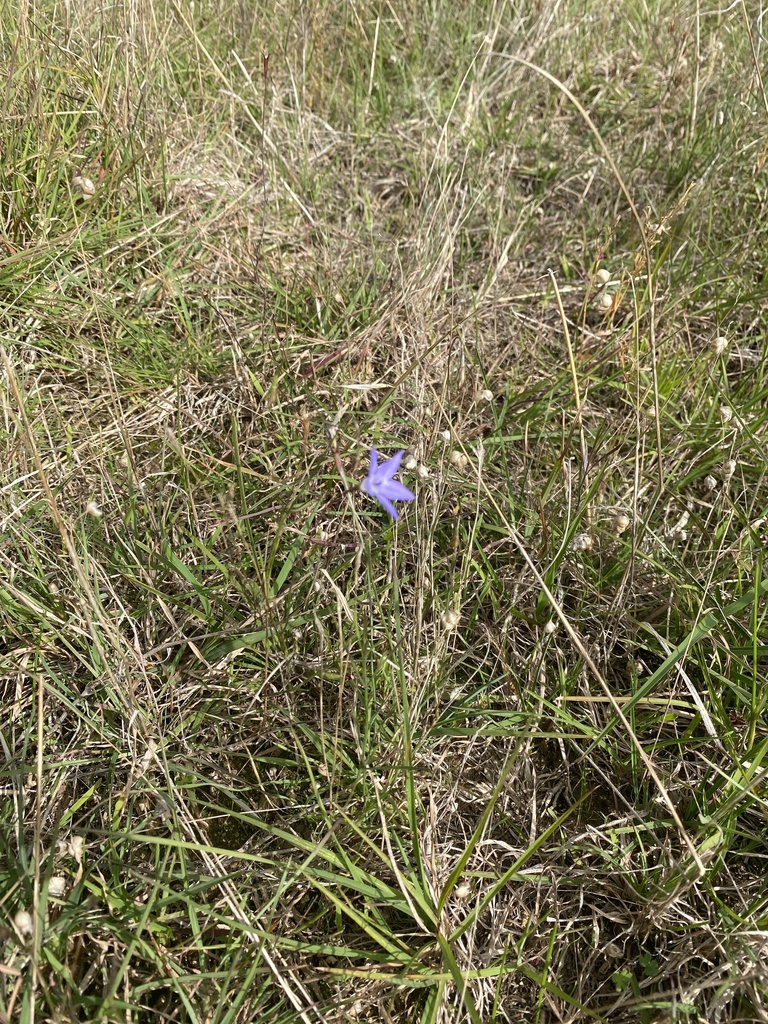 Wahlenbergia luteola from Evans St, Sunbury, VIC, AU on April 28, 2023 ...