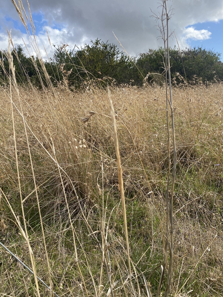 Soft Speargrass From Evans Street Grassland Sunbury Vic Au On April 28 2023 At 0114 Pm By