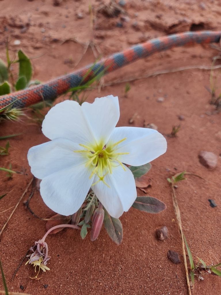 fragrant evening primrose from Sedona, AZ 86336, USA on April 26, 2023 ...