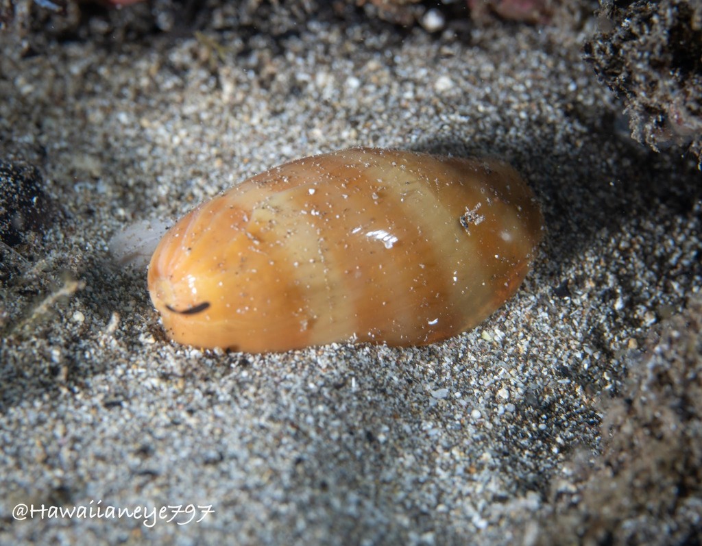Lyncina in April 2023 by Craig Fujii · iNaturalist