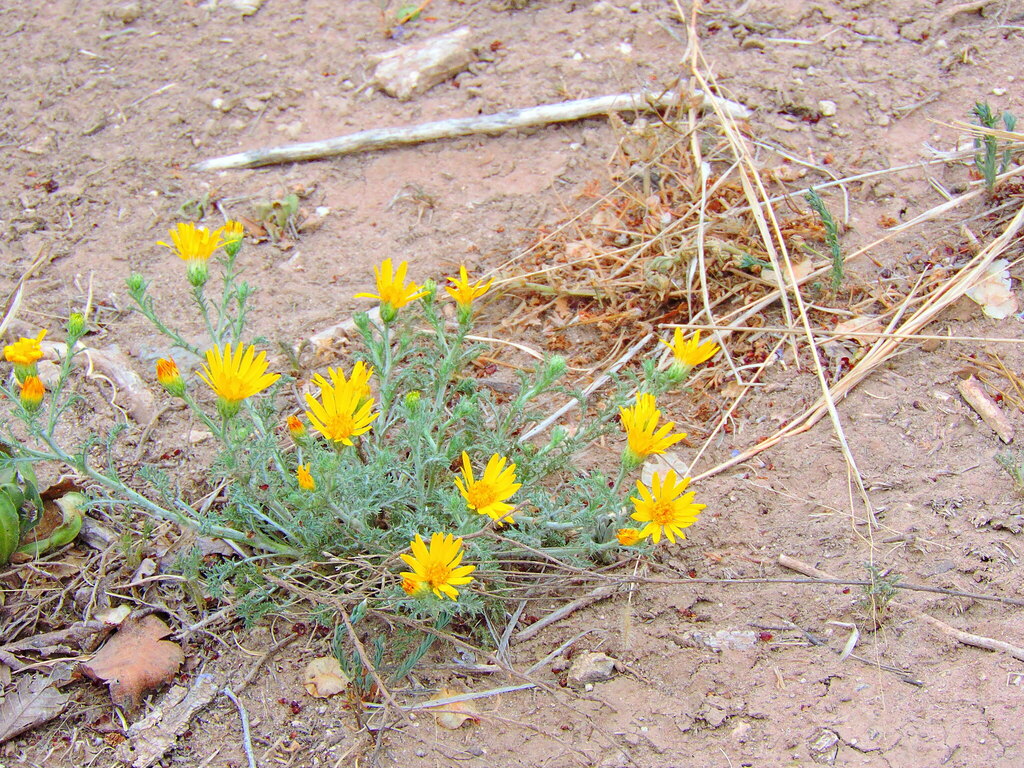 Spiny Goldenweed from Parkway and Cherry Point, Lubbock, TX 79403, USA ...