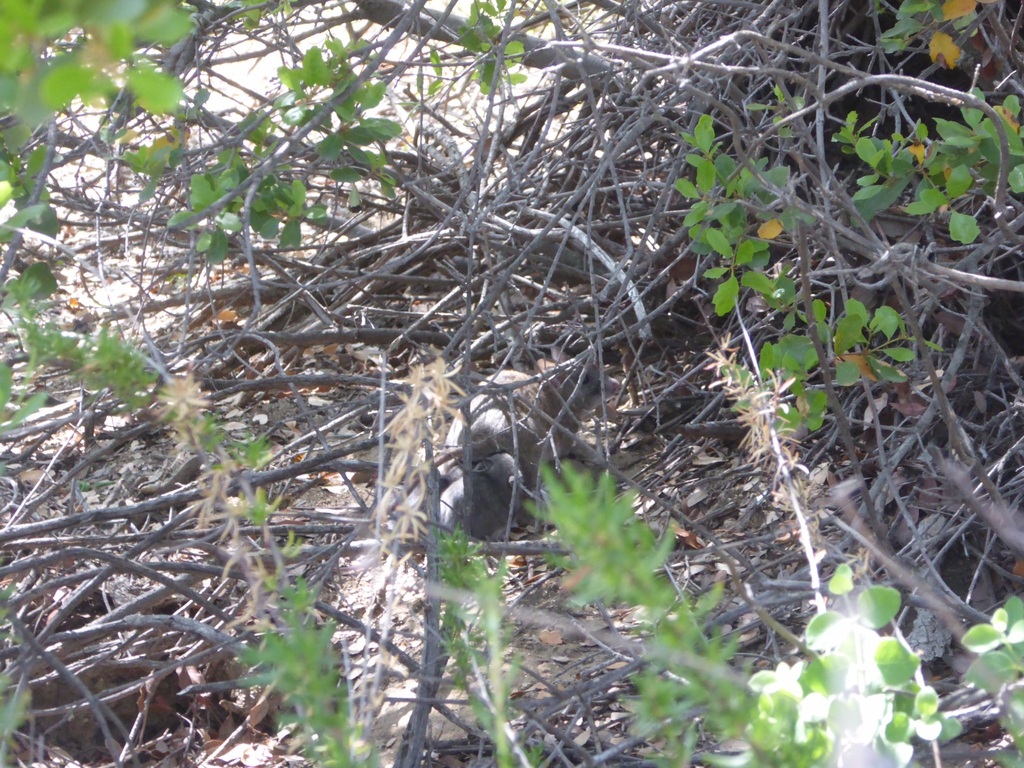 Big-eared Woodrat from San Diego County, CA, USA on April 25, 2023 at ...