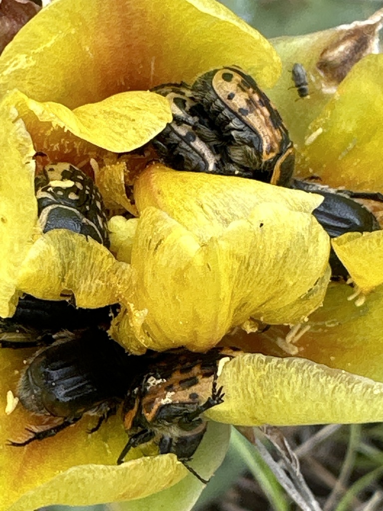 Kern's Flower Scarab from Canyon Lake, TX, US on April 26, 2023 at 12: ...