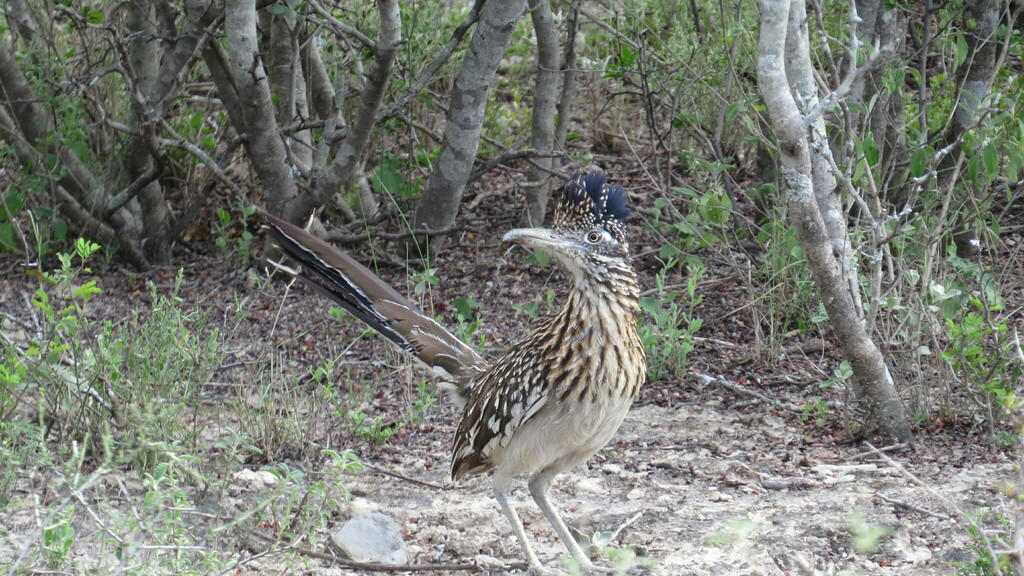 Greater Roadrunner from Pesquería, N.L., México on April 27, 2023 at 05 ...