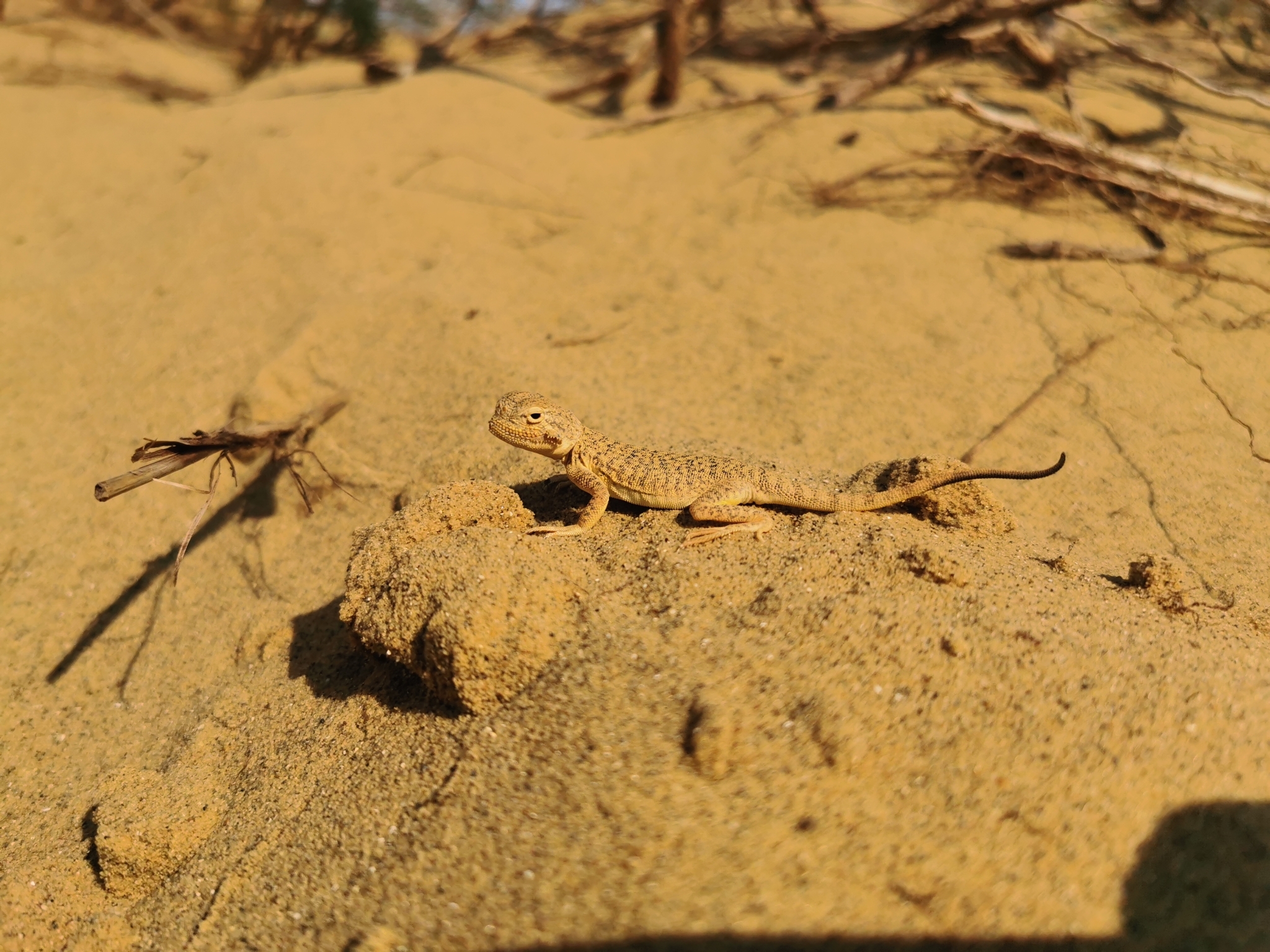 Phrynocephalus mystaceus (Pallas, 1776)