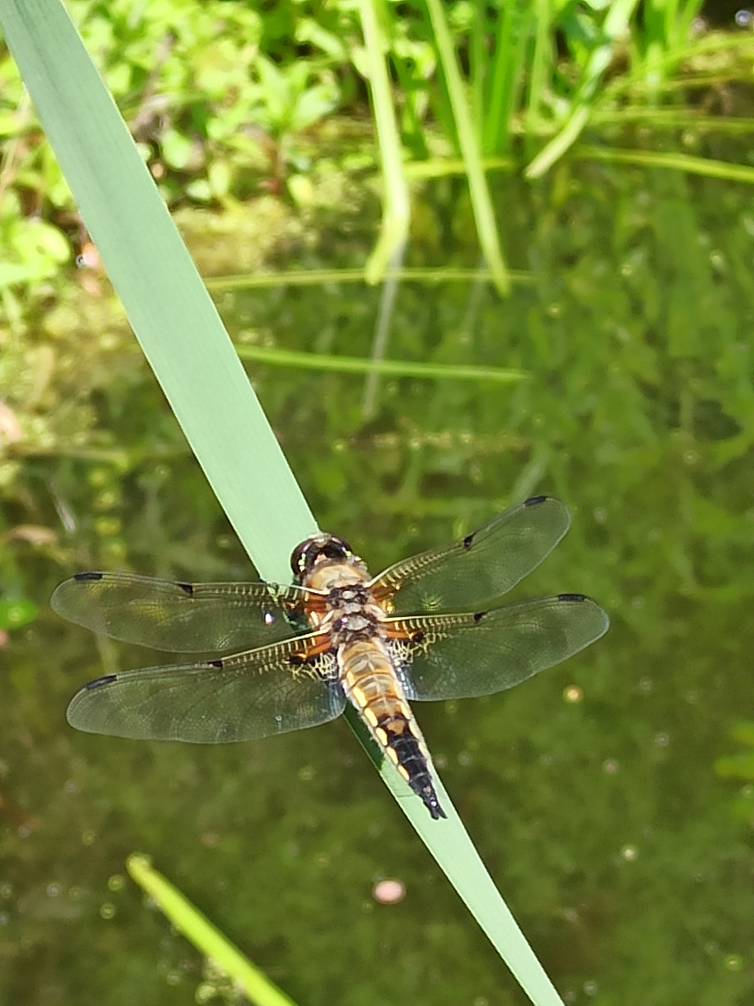 Libellula quadrimaculata Linnaeus, 1758