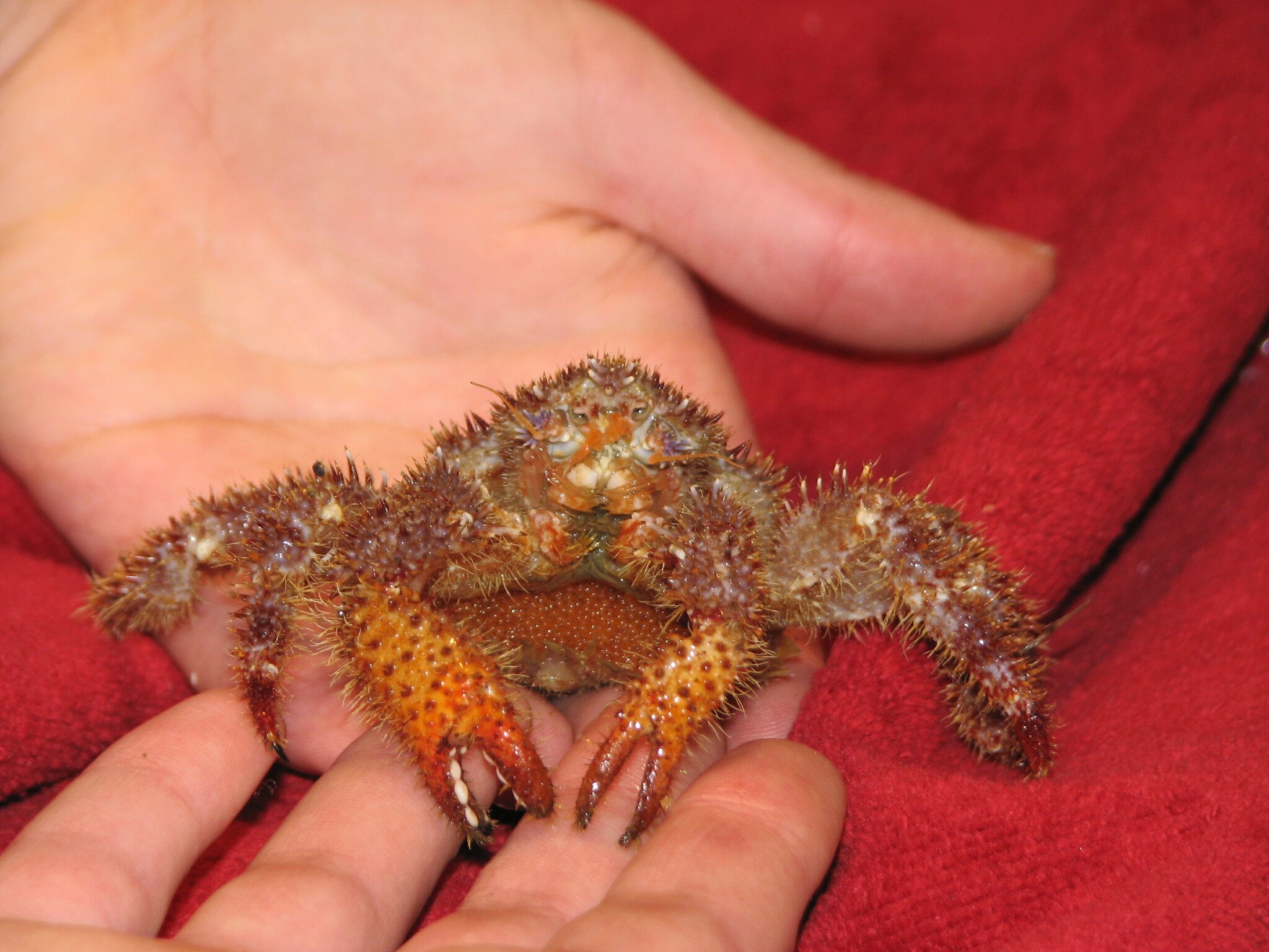 Acantholithodes hispidus (Stimpson, 1860)