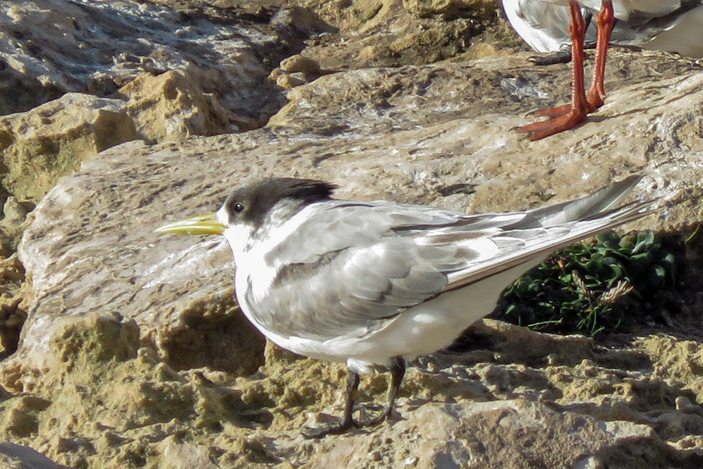 Great Crested Tern from Robe SA 5276, Australia on April 27, 2023 at 03 ...
