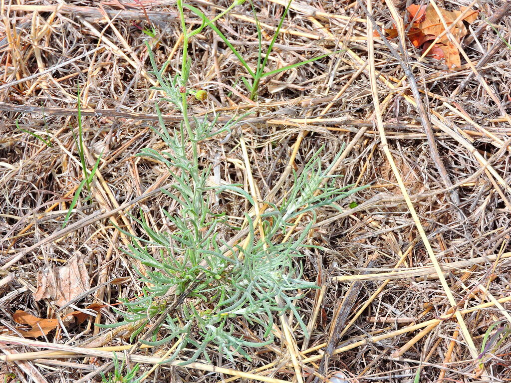 threadleaf groundsel from Lubbock, TX, USA on April 26, 2023 at 03:33 ...