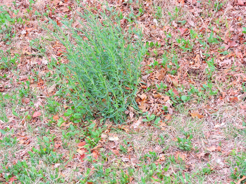 western ragweed from Lubbock, TX, USA on April 26, 2023 at 05:22 PM by ...