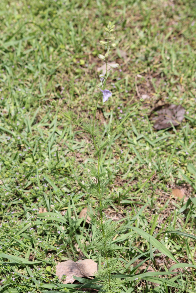 doubtful knight's-spur from 302 Sagebrush Ln, Waxahachie, TX, USA (rear ...