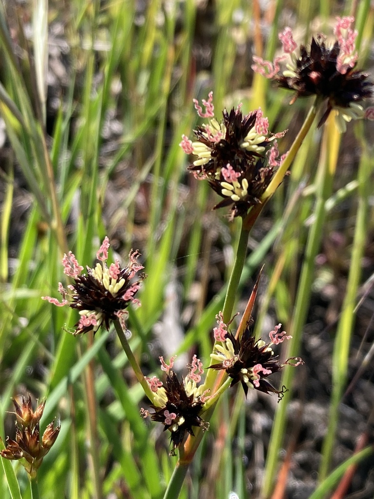 Brown-headed Rush from Fort Ord National Monument, Salinas, CA, US on ...