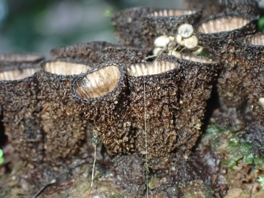 Cyathus from Dunedin North, Dunedin, New Zealand on April 28, 2023 at ...