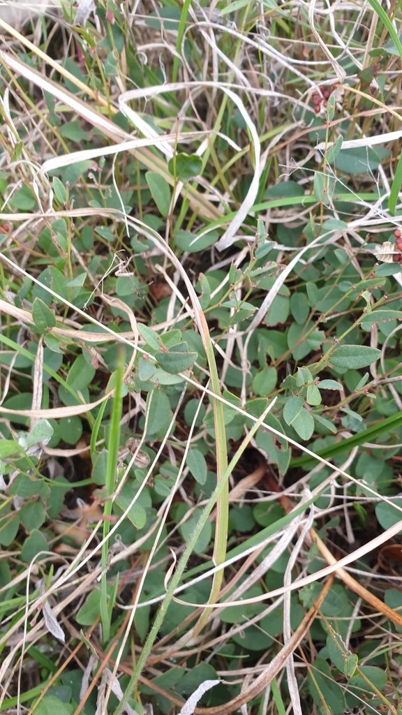 creeping bossiaea from Sunbury VIC 3429, Australia on April 28, 2023 at ...