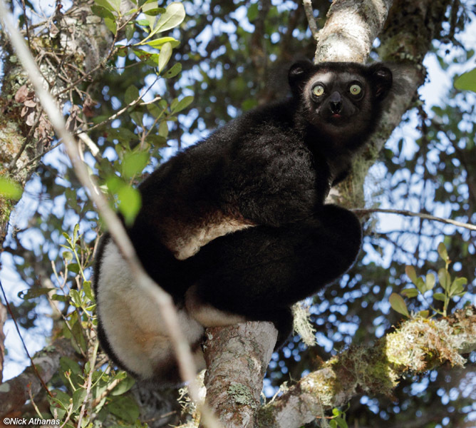 Indri (Indri indri) - Know Your Mammals