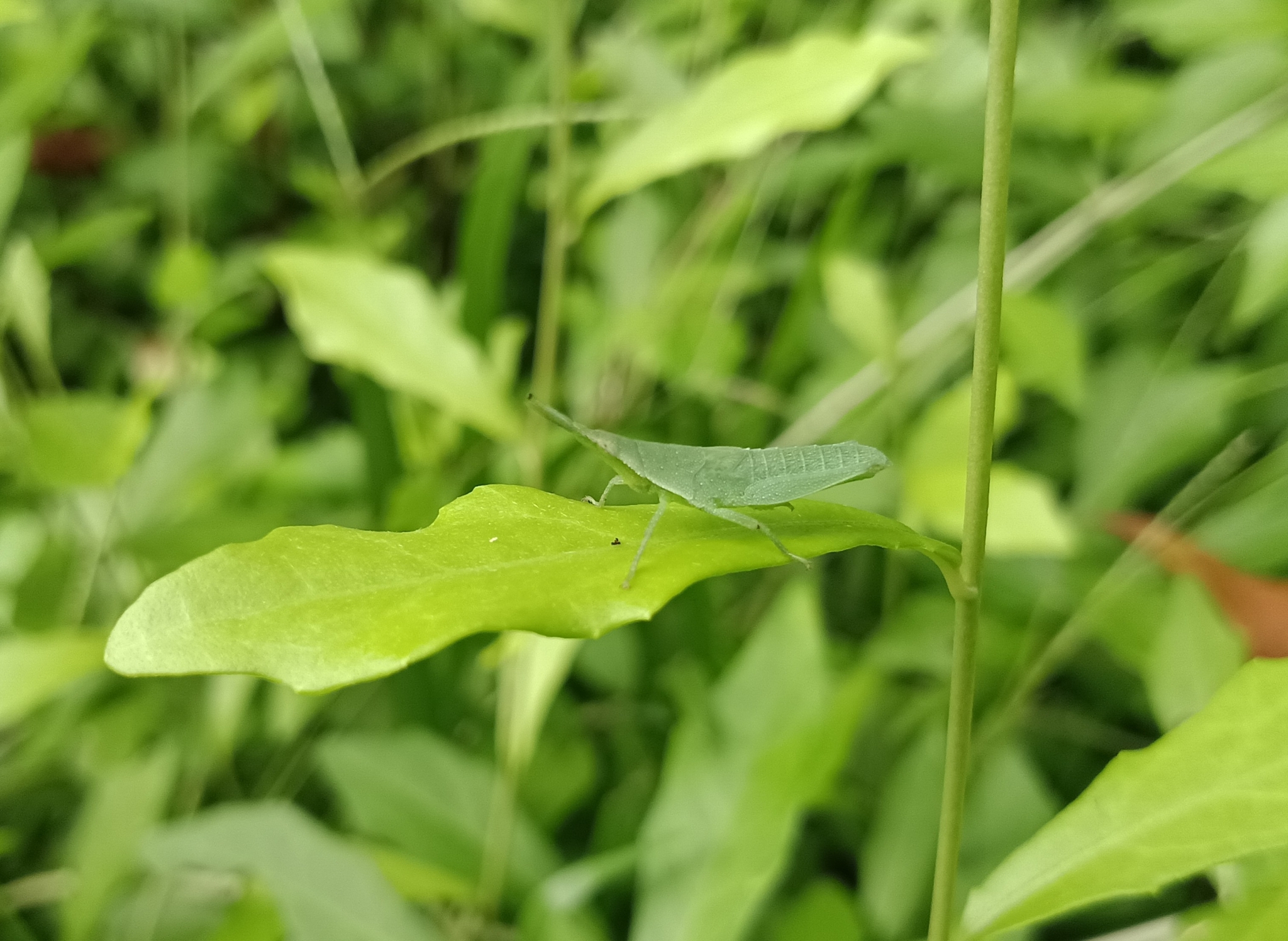 Atractomorpha lata (Mochulsky, 1866)