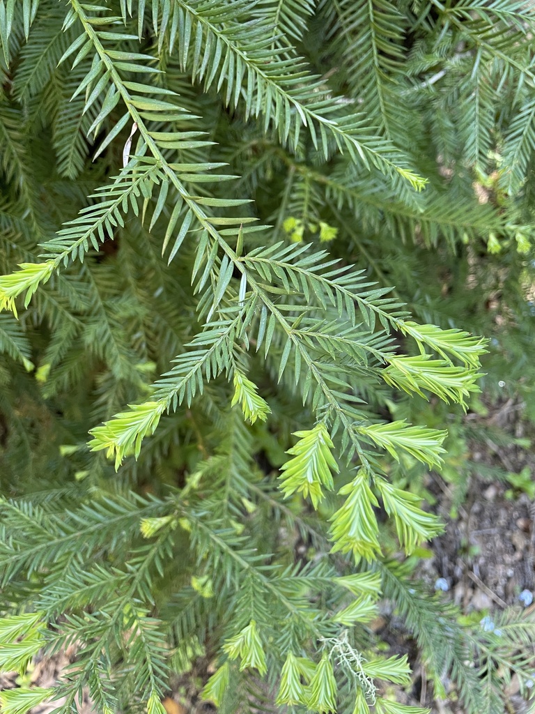 coast redwood from Carmel, CA, US on April 26, 2023 at 10:32 AM by ...