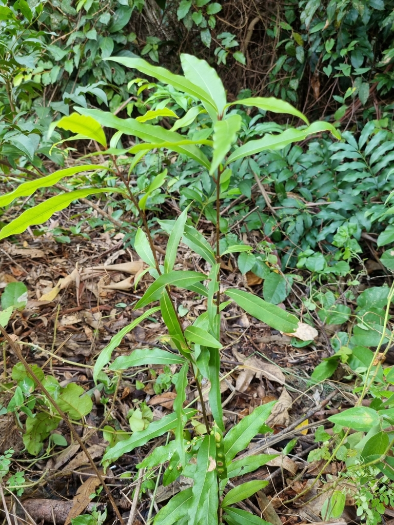 dicots from Diddillibah QLD 4559, Australia on April 28, 2023 at 02:27 ...