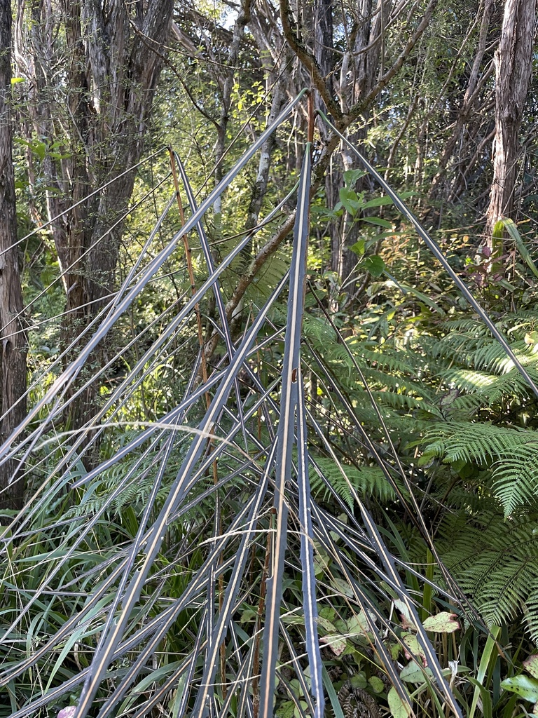 Lancewood from Orokonui Ecosanctuary, Waitati, Otago, NZ on April 28 ...