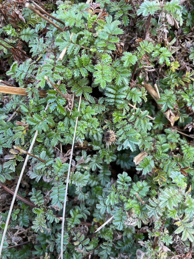 Bidibid from Orokonui Ecosanctuary, Waitati, Otago, NZ on April 28 ...