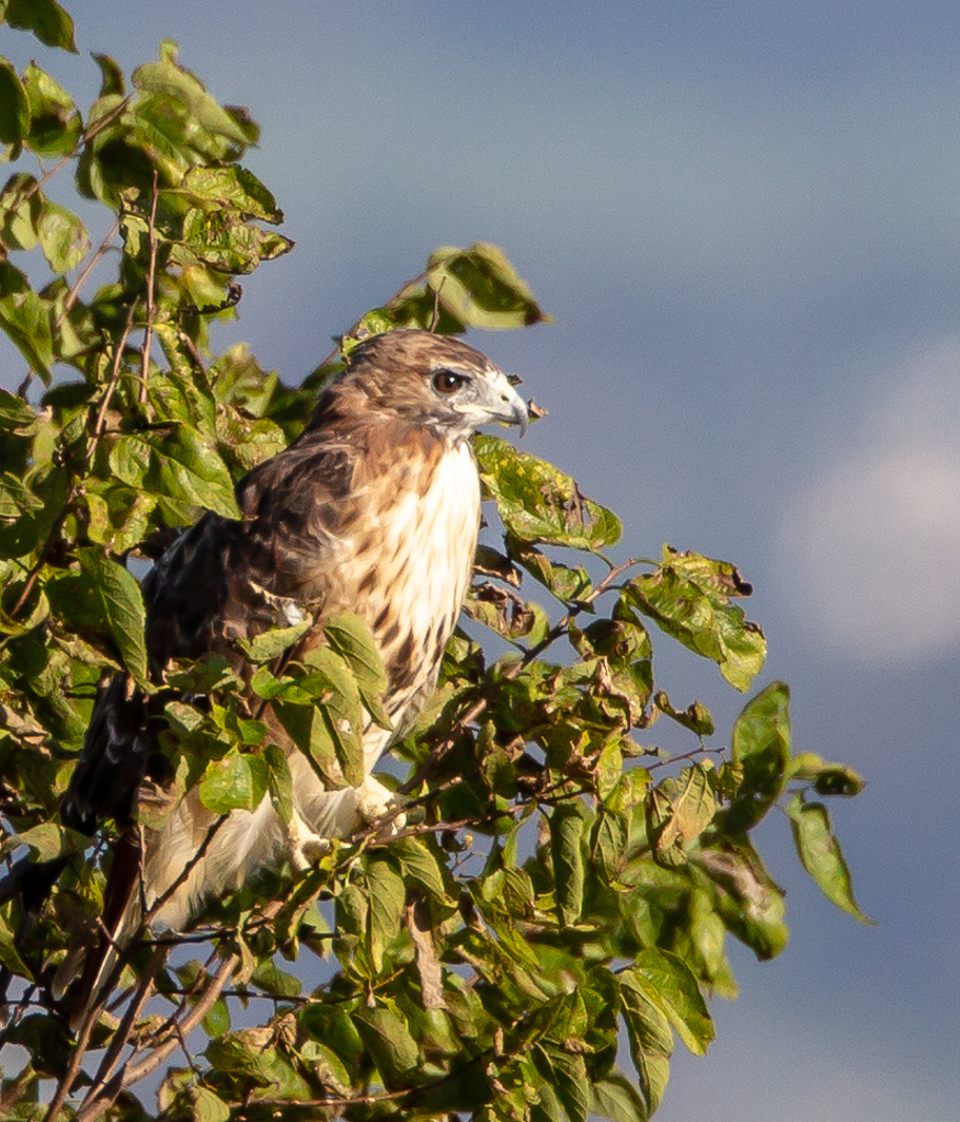 Red-tailed Hawk from Augusta County, VA, USA on October 18, 2018 at 09: ...
