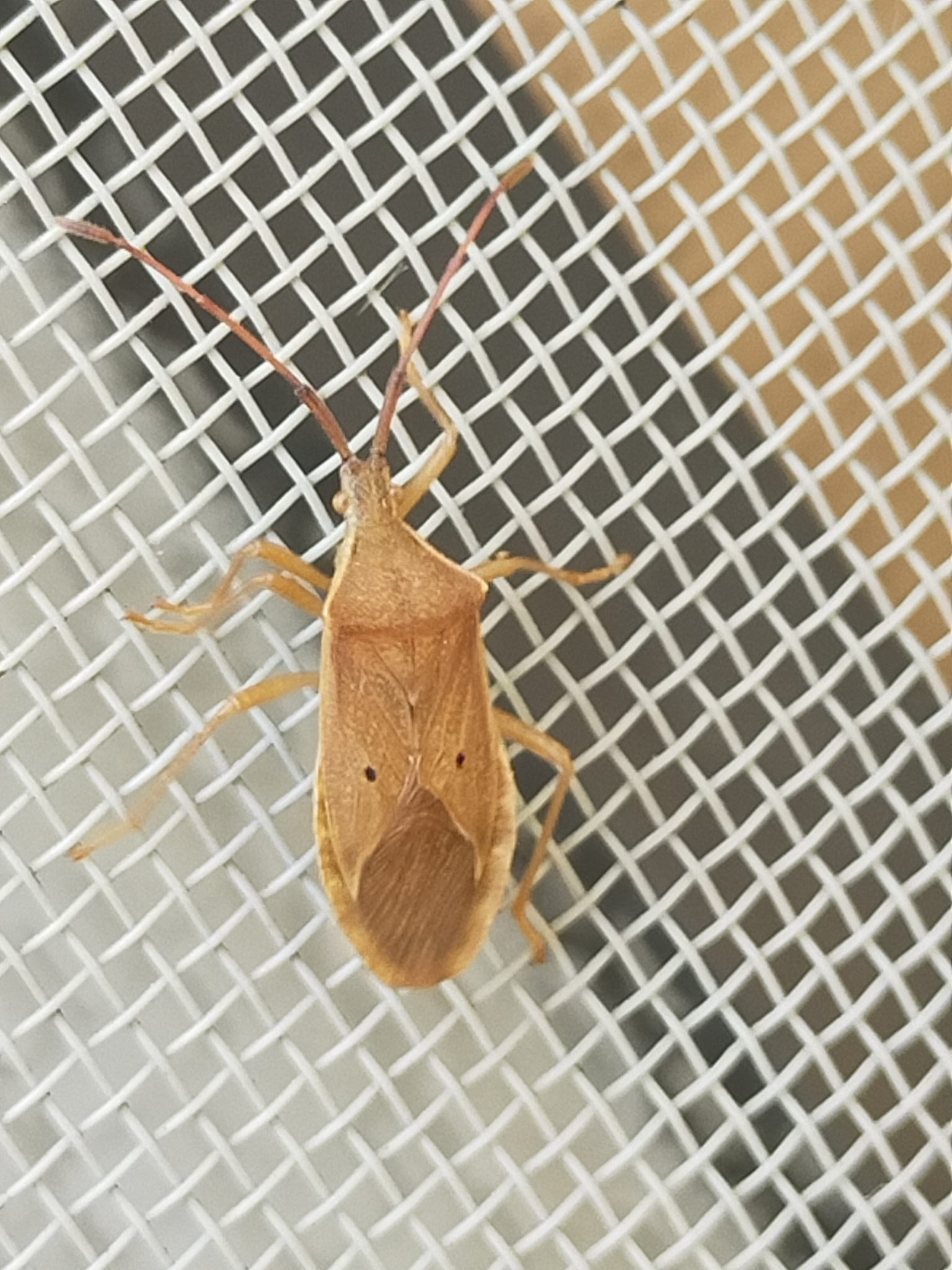 Homoeocerus Burmeister, 1835