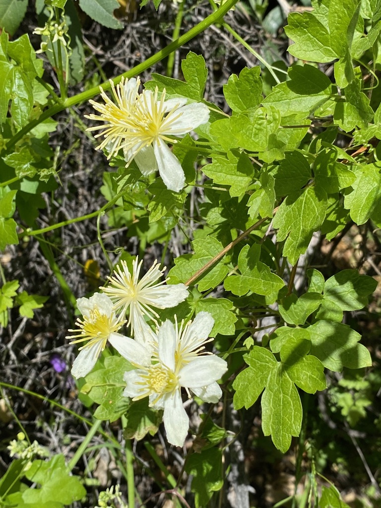 Pipestem Clematis from San Benito County, CA, USA on April 25, 2023 at ...
