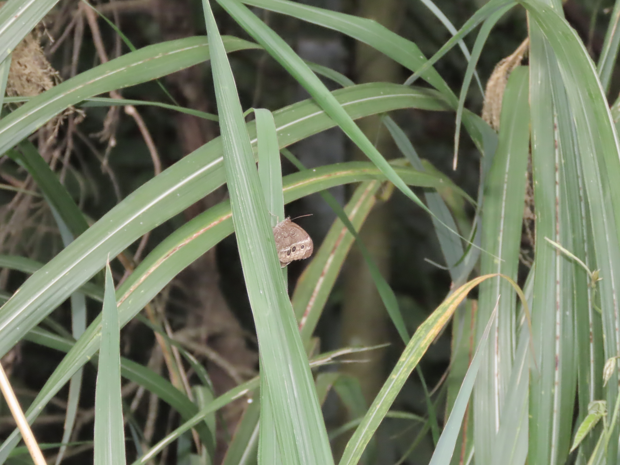 Neope muirheadii (Felder, 1862)