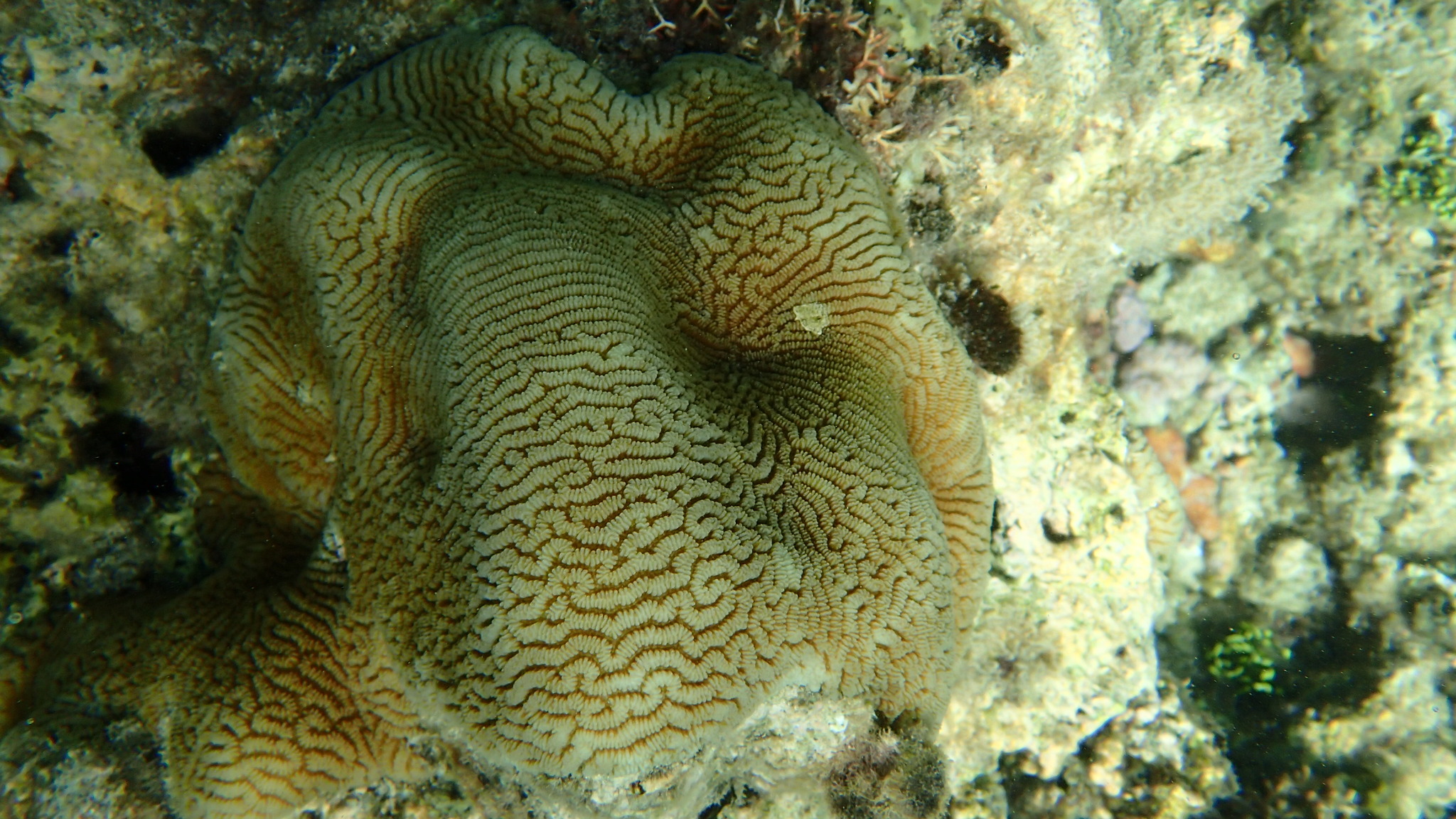 Leptoria phrygia (Ellis & Solander, 1786)