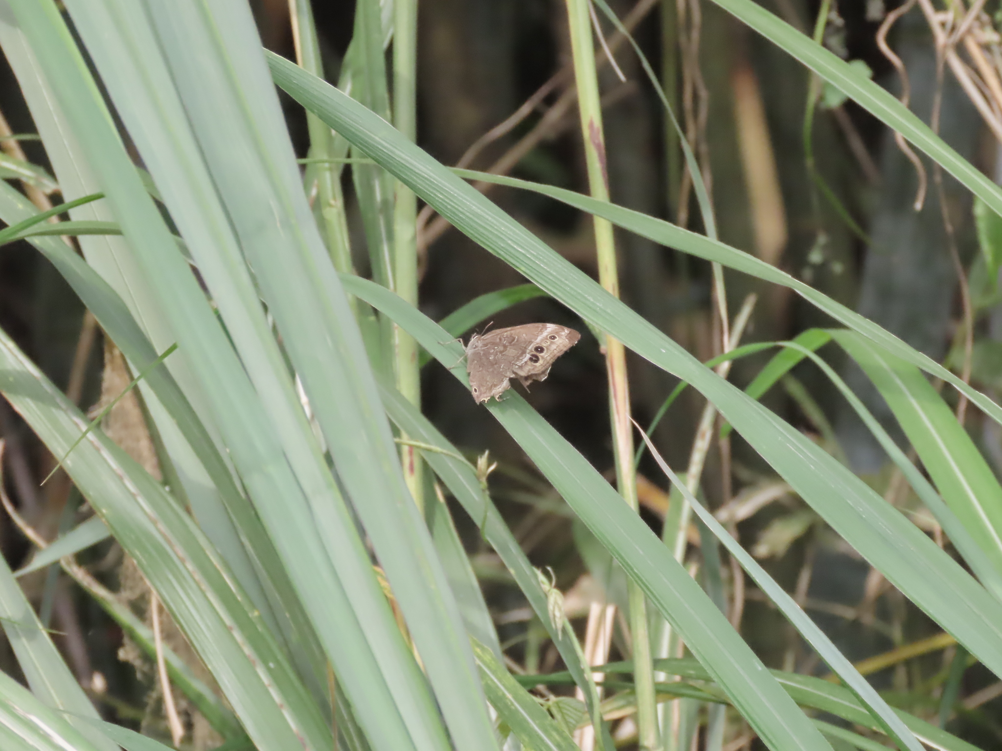 Neope muirheadii (Felder, 1862)