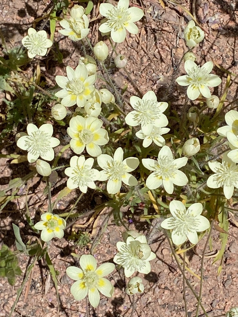 creamcups from San Benito County, CA, USA on April 25, 2023 at 01:38 PM ...