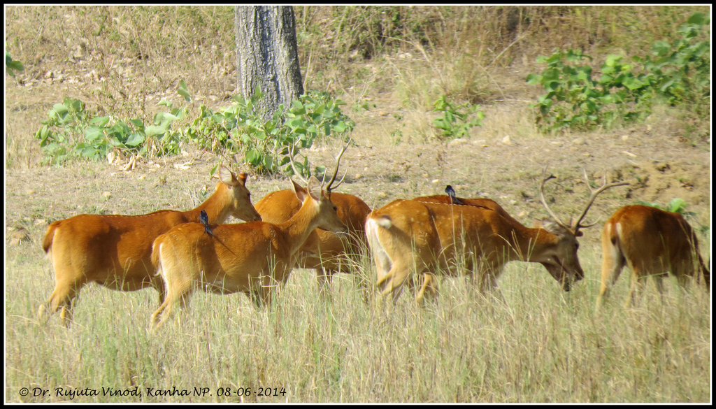 Southern Swamp Deer in June 2014 by Rujuta Vinod · iNaturalist