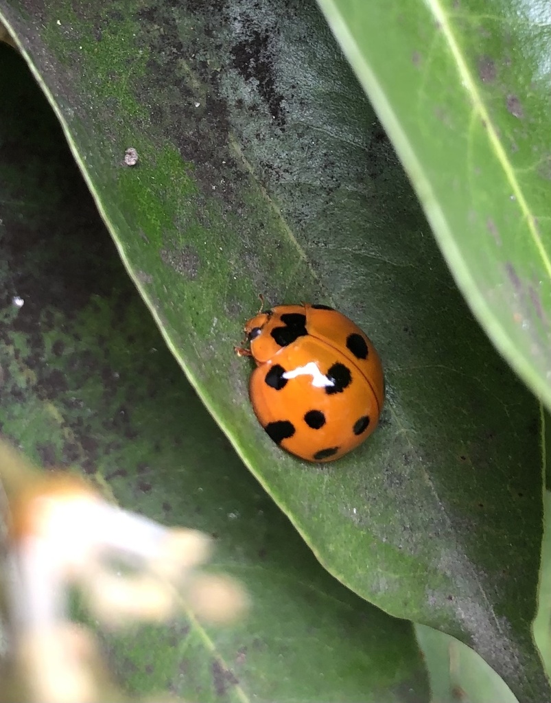 Greater Asian Lady Beetle from 南山区, 深圳市, 广东省, CN on April 07, 2023 at ...