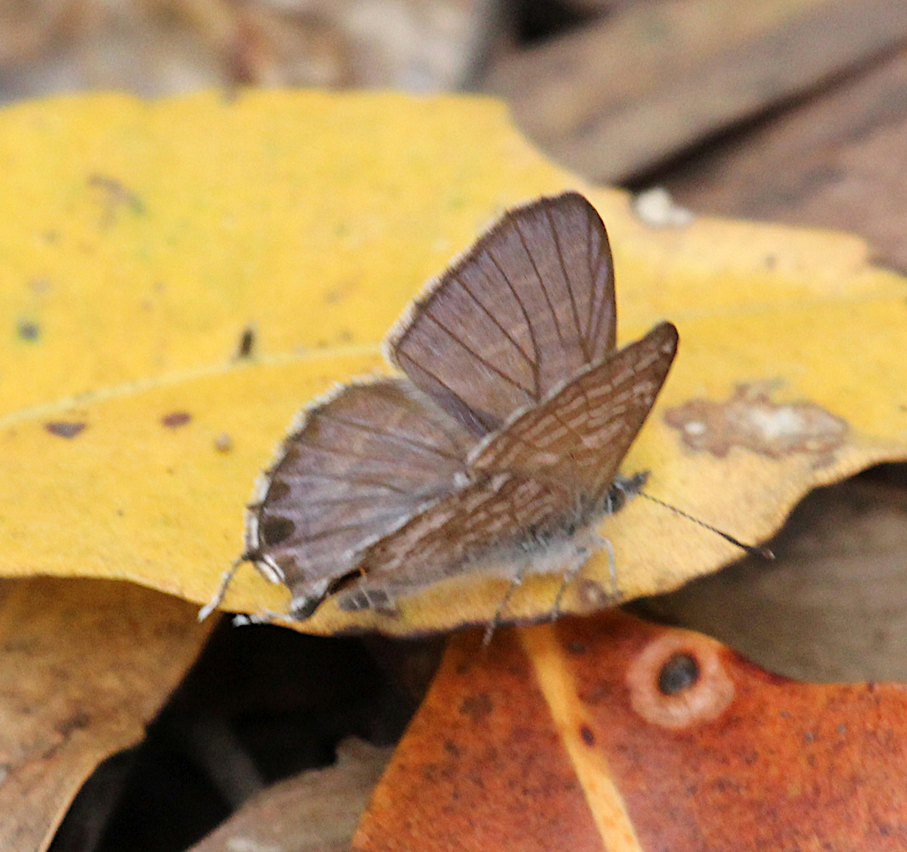 Wattle Blue from Mount Coot-Tha QLD 4066, Australia on April 28, 2023 ...