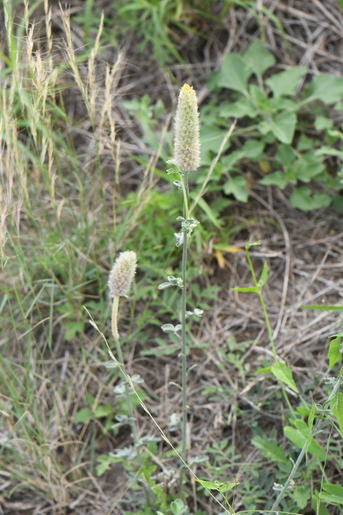 Golden Prairie Clover from Kenedy County, TX, USA on April 24, 2023 at ...