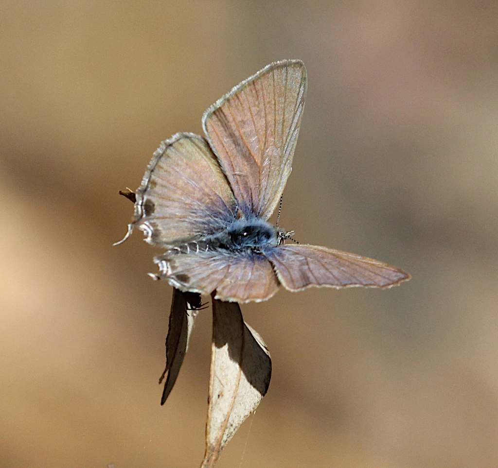 Wattle Blue from Mount Coot-Tha QLD 4066, Australia on April 28, 2023 ...