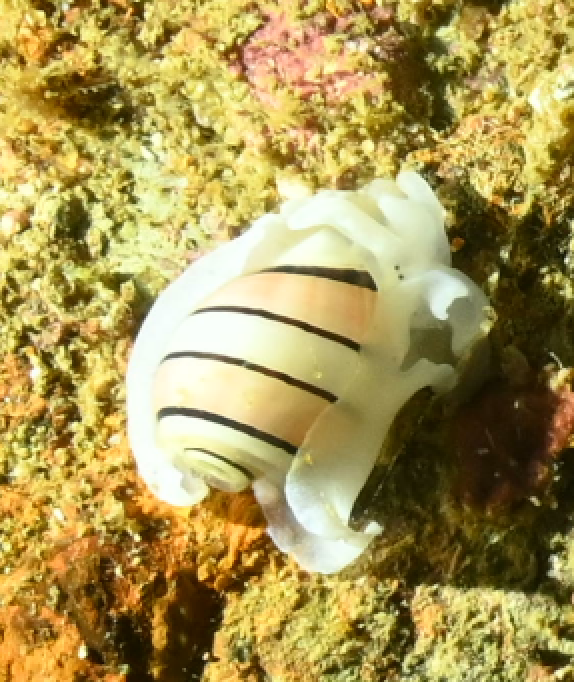Pink Bubble Snail from Colombo, Sri Lanka on April 22, 2023 at 08:10 AM ...