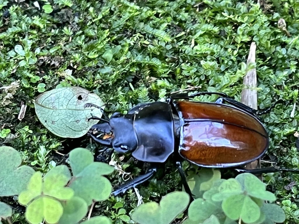 Neolucanus swinhoei from 雙城路, 新店區, TW on April 28, 2023 at 08:51 AM by ...