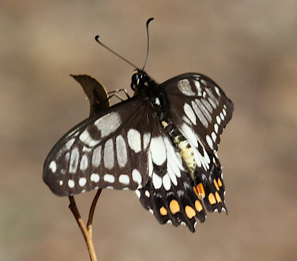 Dainty Swallowtail from Mount Coot-Tha QLD 4066, Australia on April 28 ...