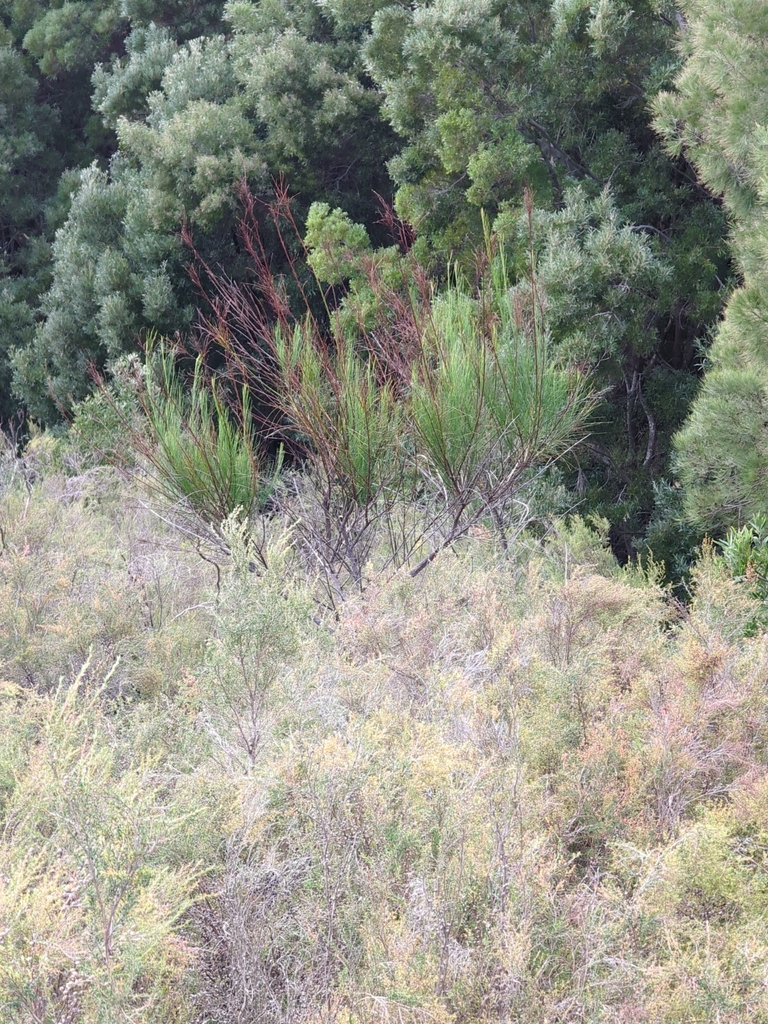 native broom from Mount Compass SA 5210, Australia on April 28, 2023 at ...