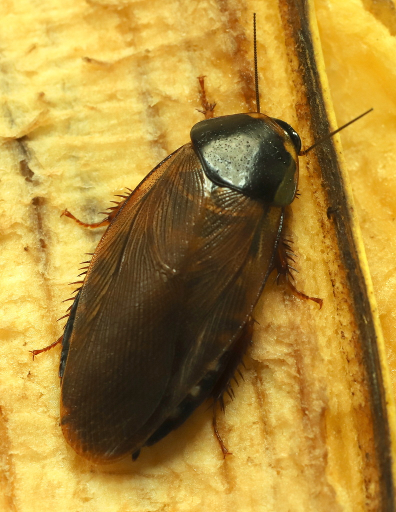 Pycnoscelus from Borneo, Sandakan, Sabah, MY on April 27, 2023 at 08:51 ...