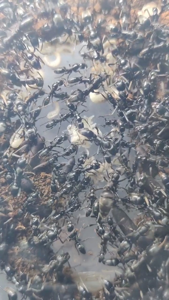 Matebele Ant from Iringa Urban, 坦桑尼亚 on March 24, 2023 at 01:21 PM by ...