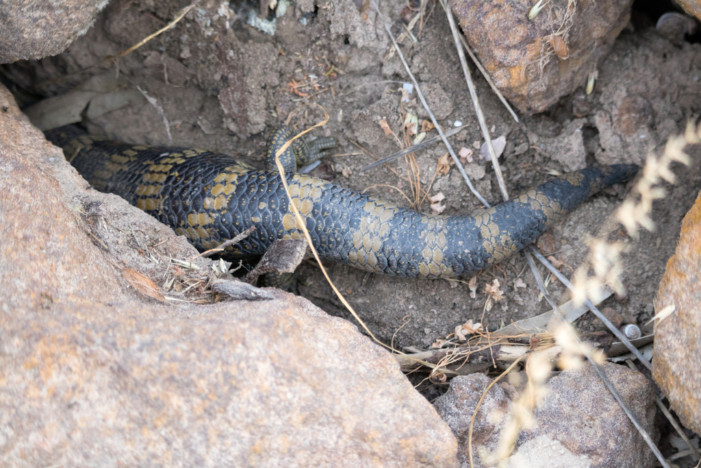 Eastern Bluetongue from Back Valley SA 5211, Australia on October 24 ...