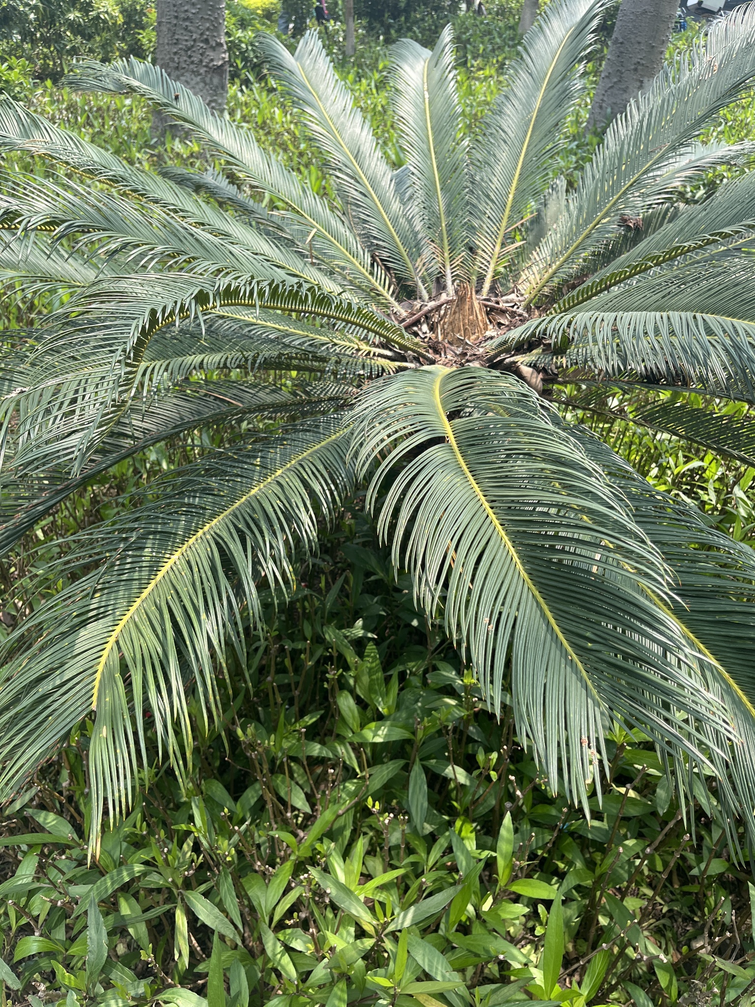 Cycas revoluta Thunb.