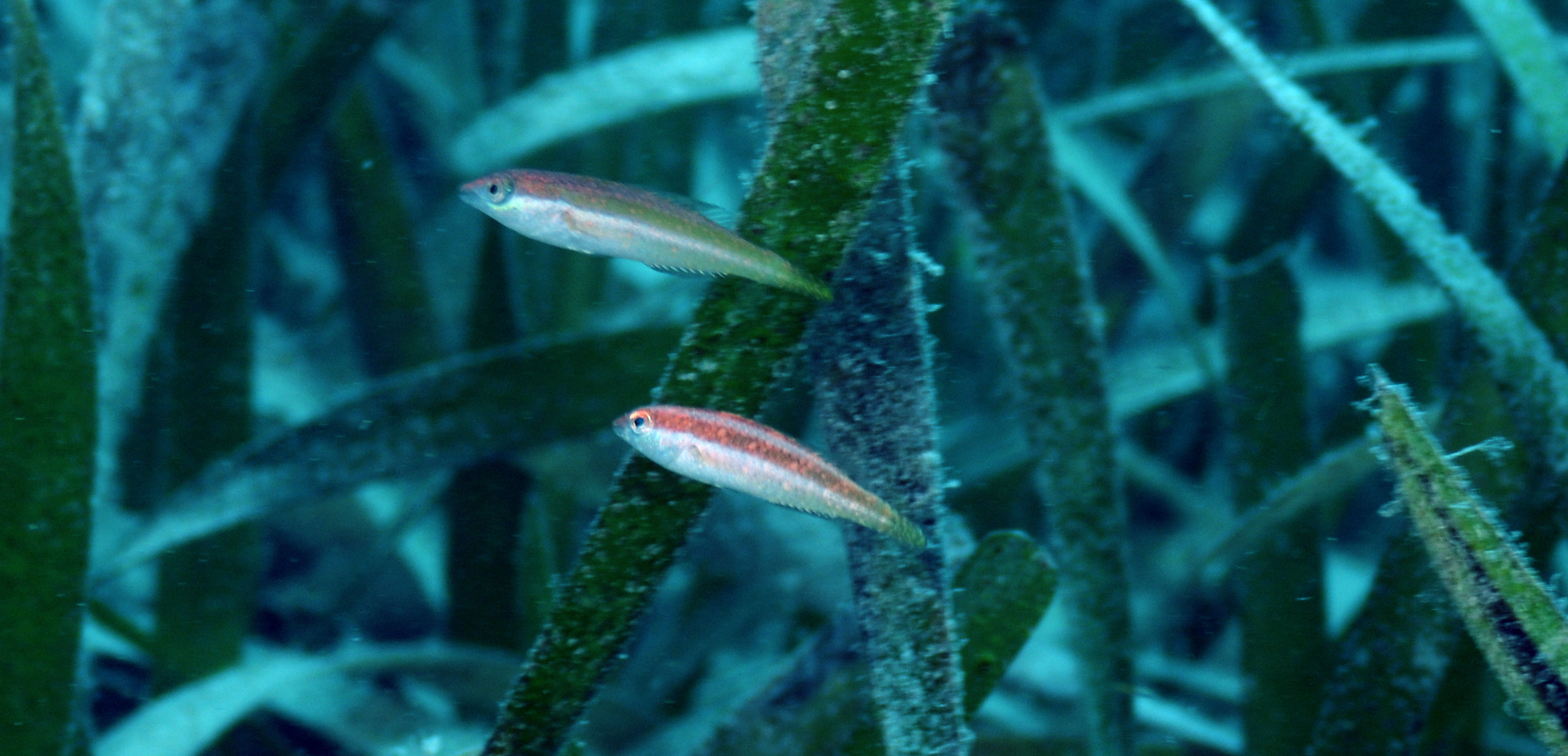 Cryptotomus roseus Cope, 1871