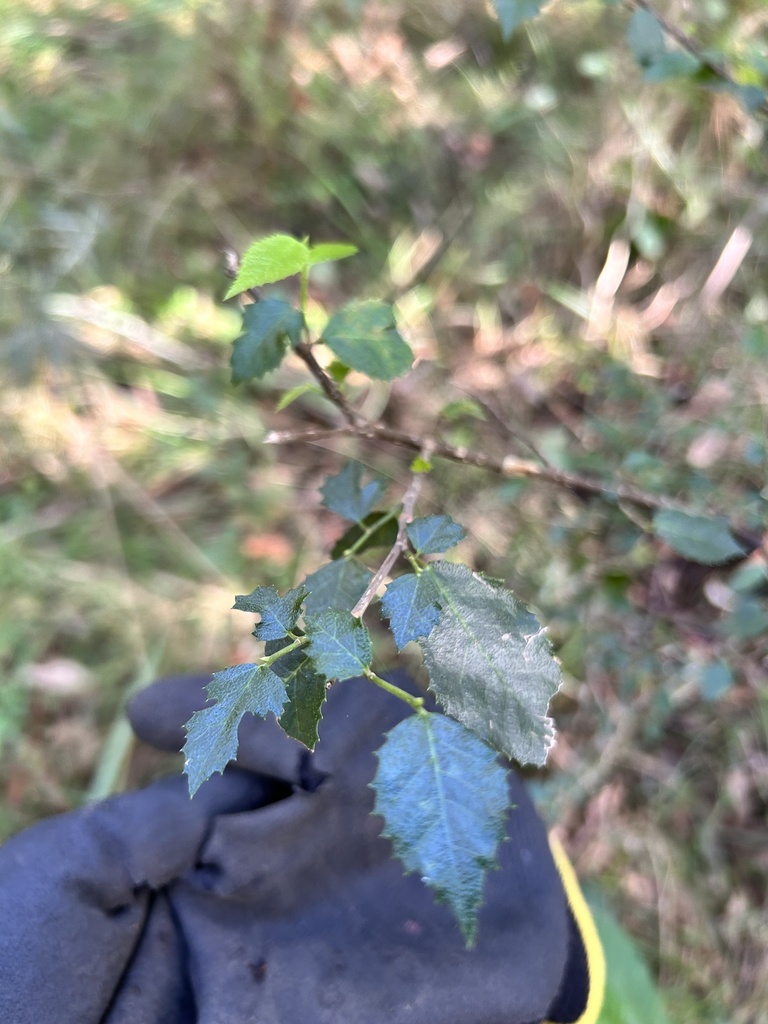 whalebone tree from Mulbring, NSW, AU on April 27, 2023 at 02:04 PM by ...
