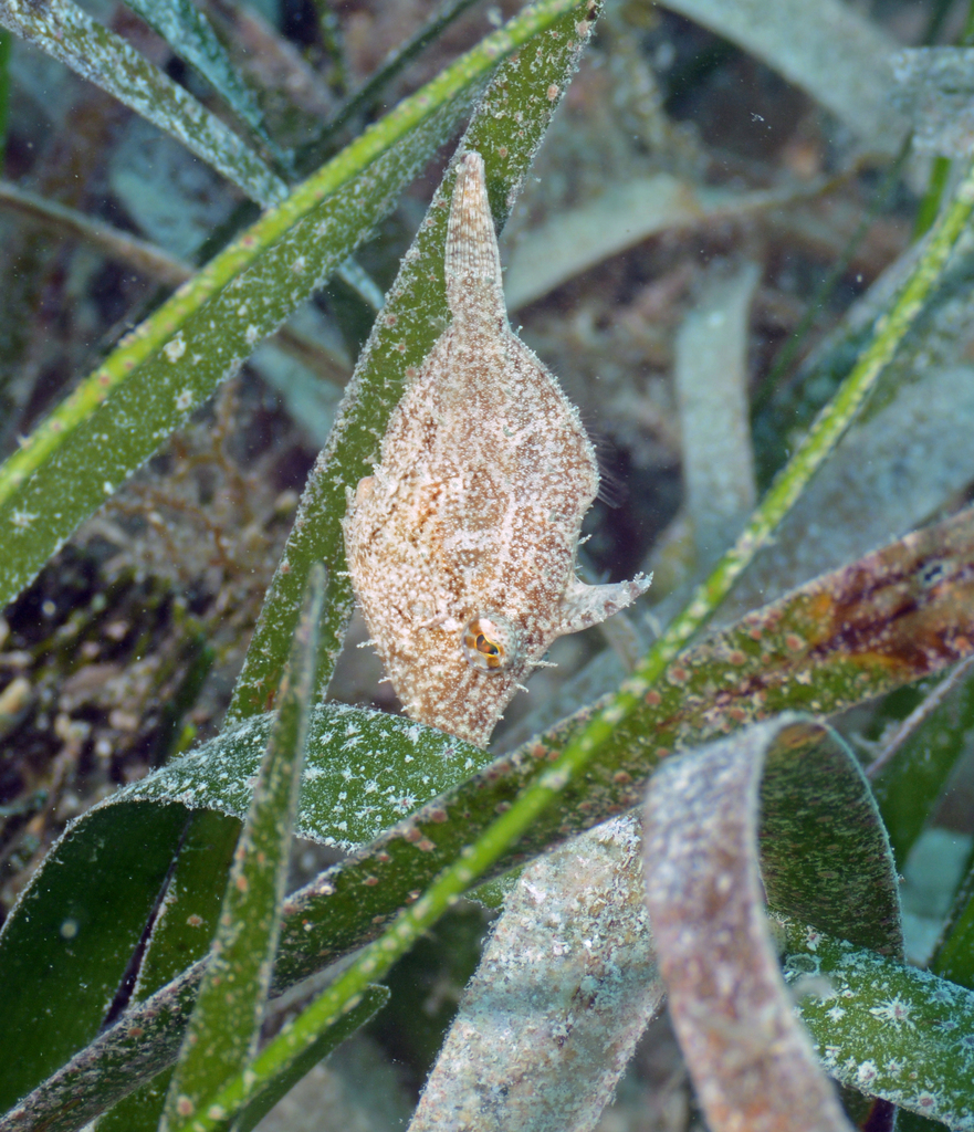 Fringed Filefish (Monacanthus ciliatus) - Marine Life Identification