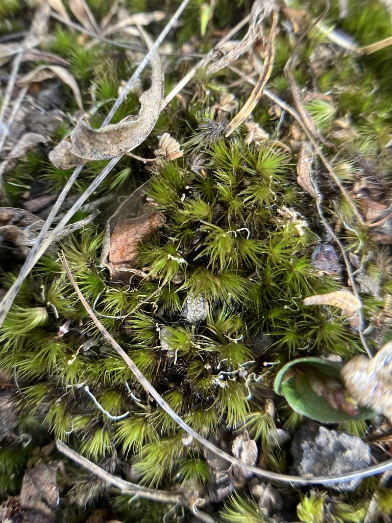 Campylopus clavatus from Belair National Park, Belair, SA, AU on April ...